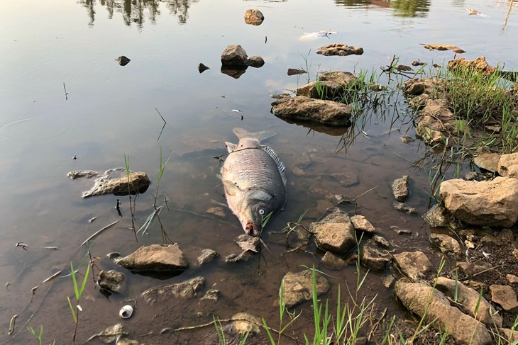 Somovi i šarani uginuli su jer u vodi nije bilo dovoljno kisika - Glas ...